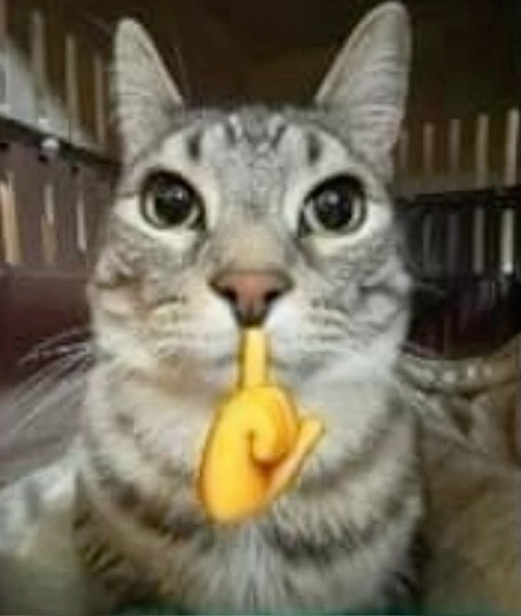 Portfolio | Fairuz Ziyaad